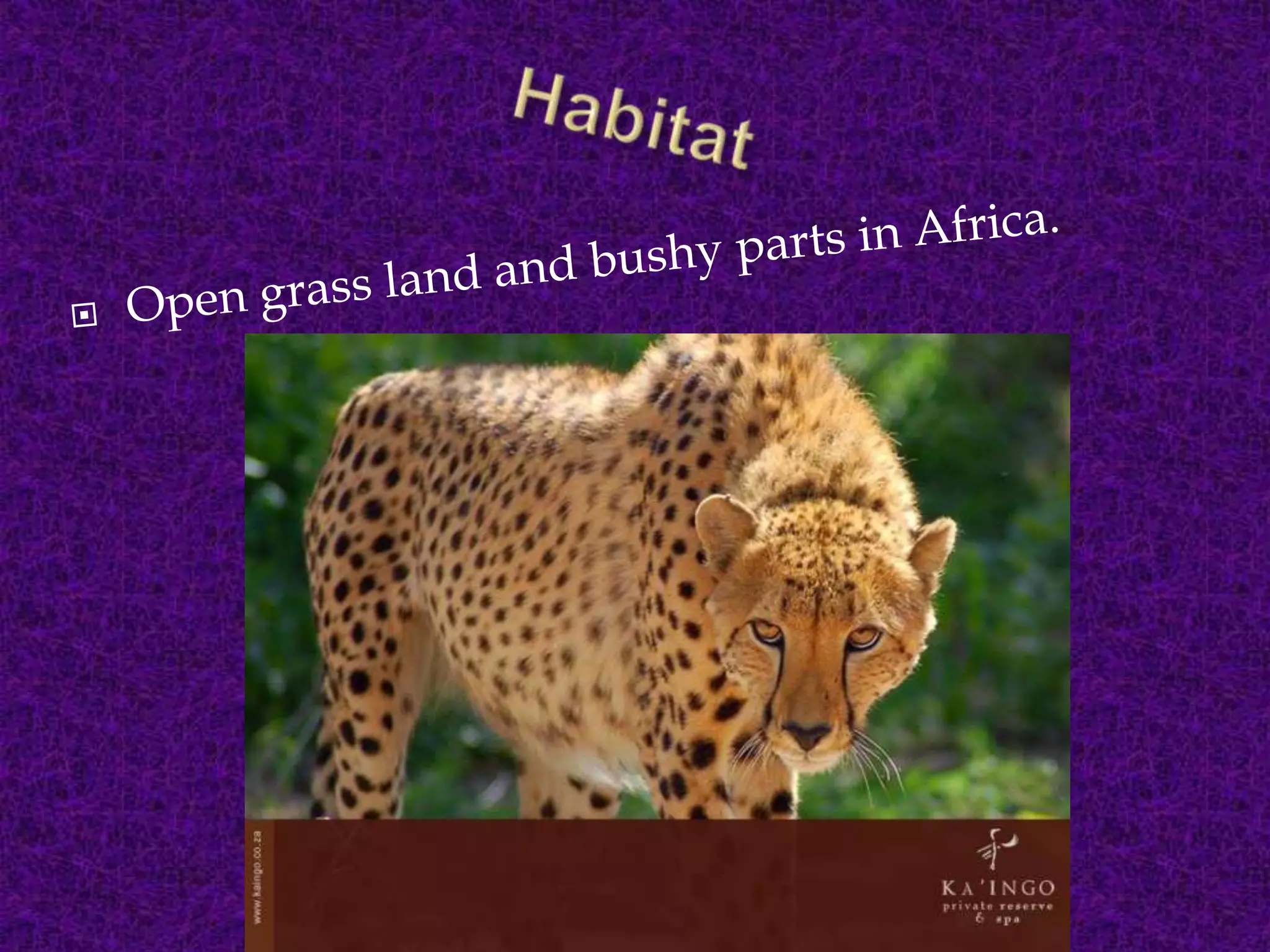 Cheetah powerpoint | PPTX