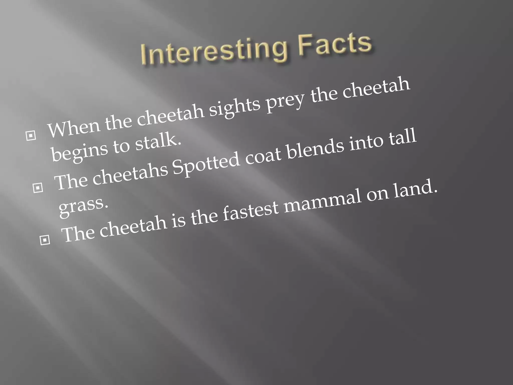 Cheetah powerpoint | PPTX