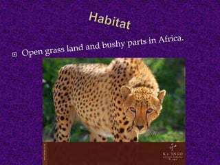 Cheetah powerpoint | PPTX