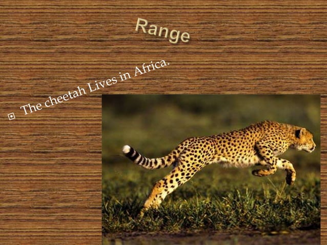 Cheetah powerpoint | PPTX | Reptiles | Pets