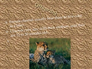 Cheetah powerpoint | PPTX