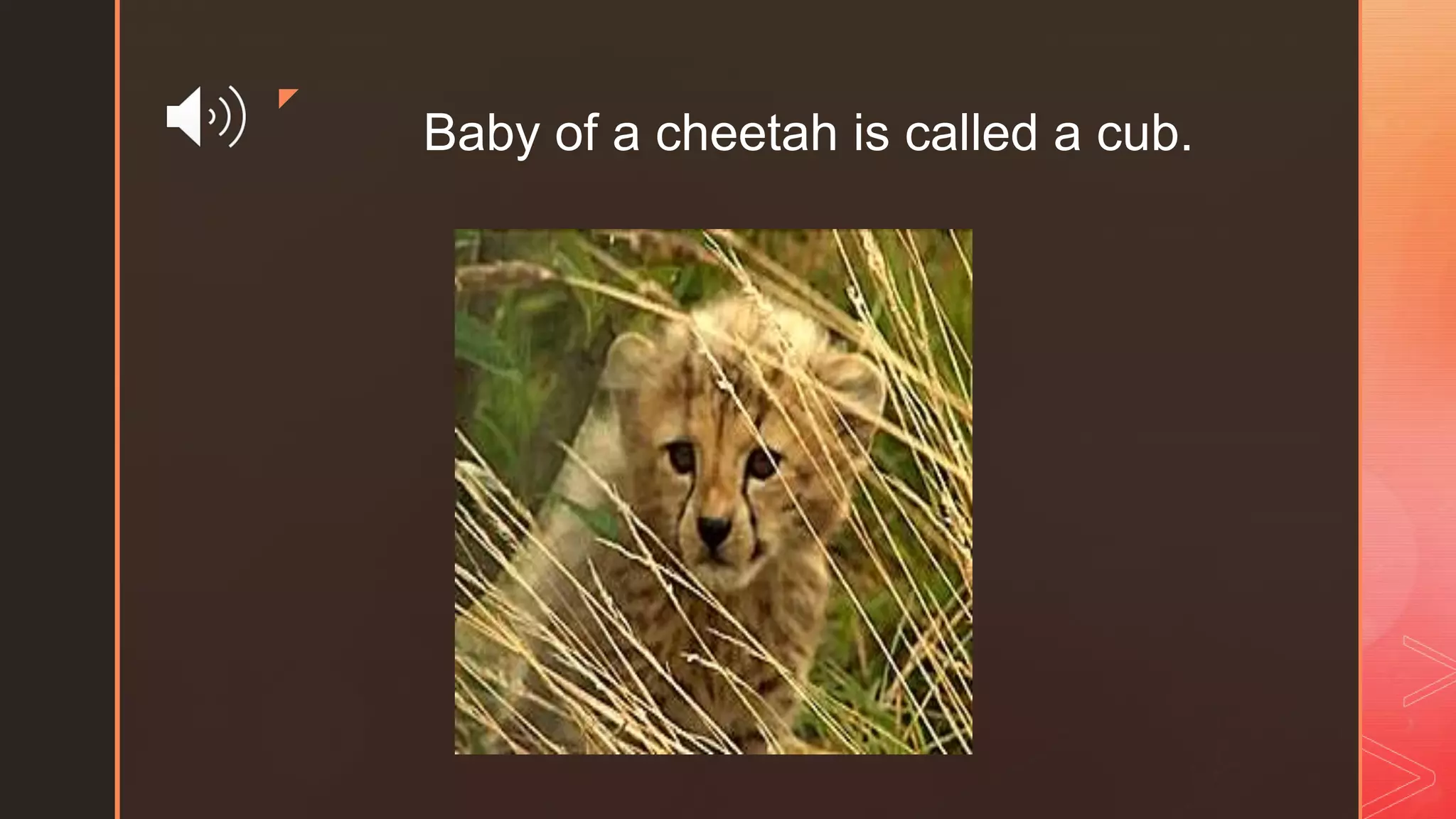 Cheetah ppt for kindergarteners | PPTX