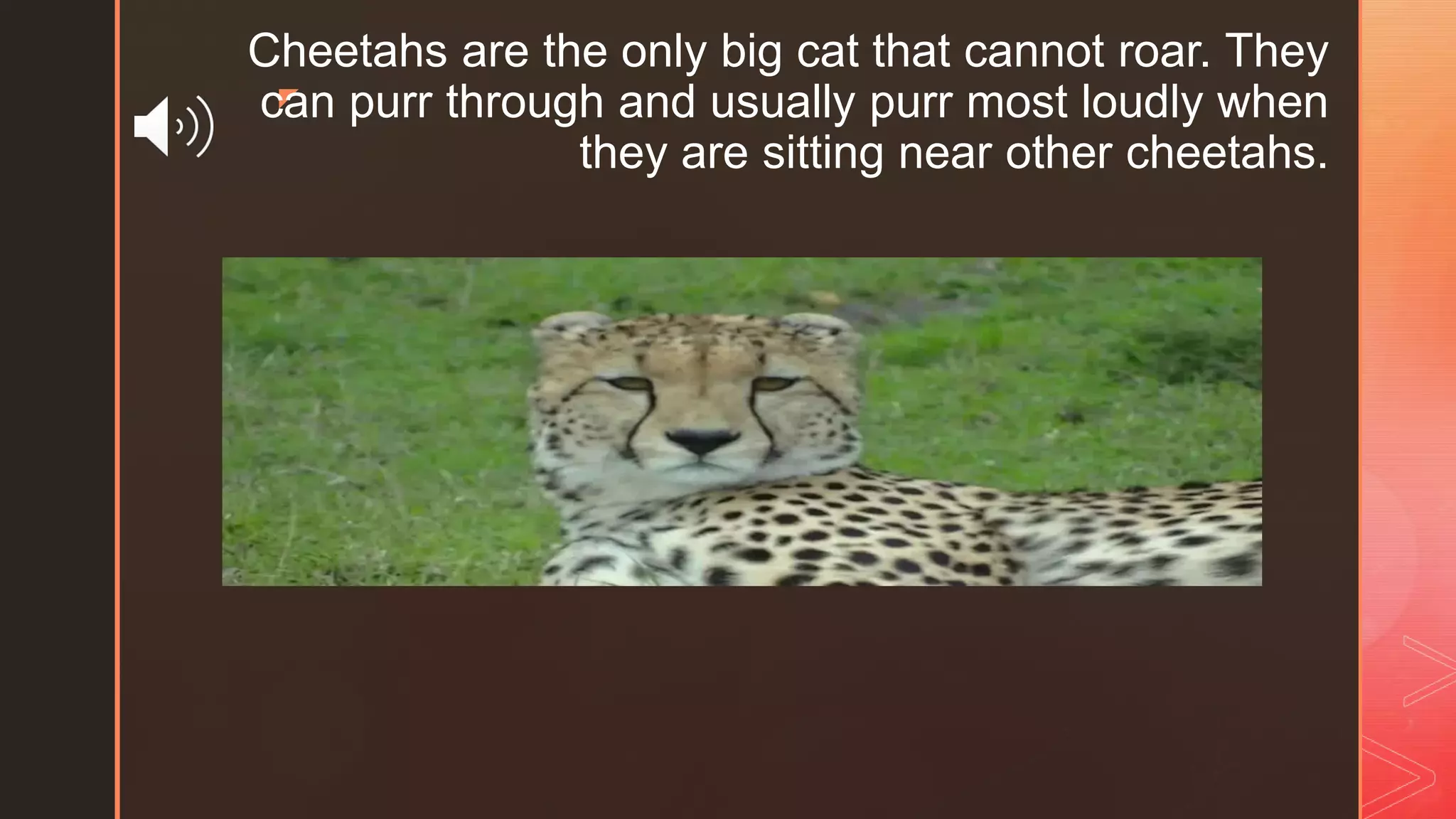 Cheetah ppt for kindergarteners | PPTX