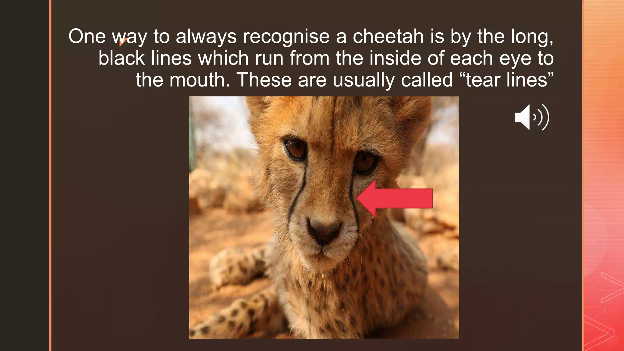 Cheetah ppt for kindergarteners | PPTX