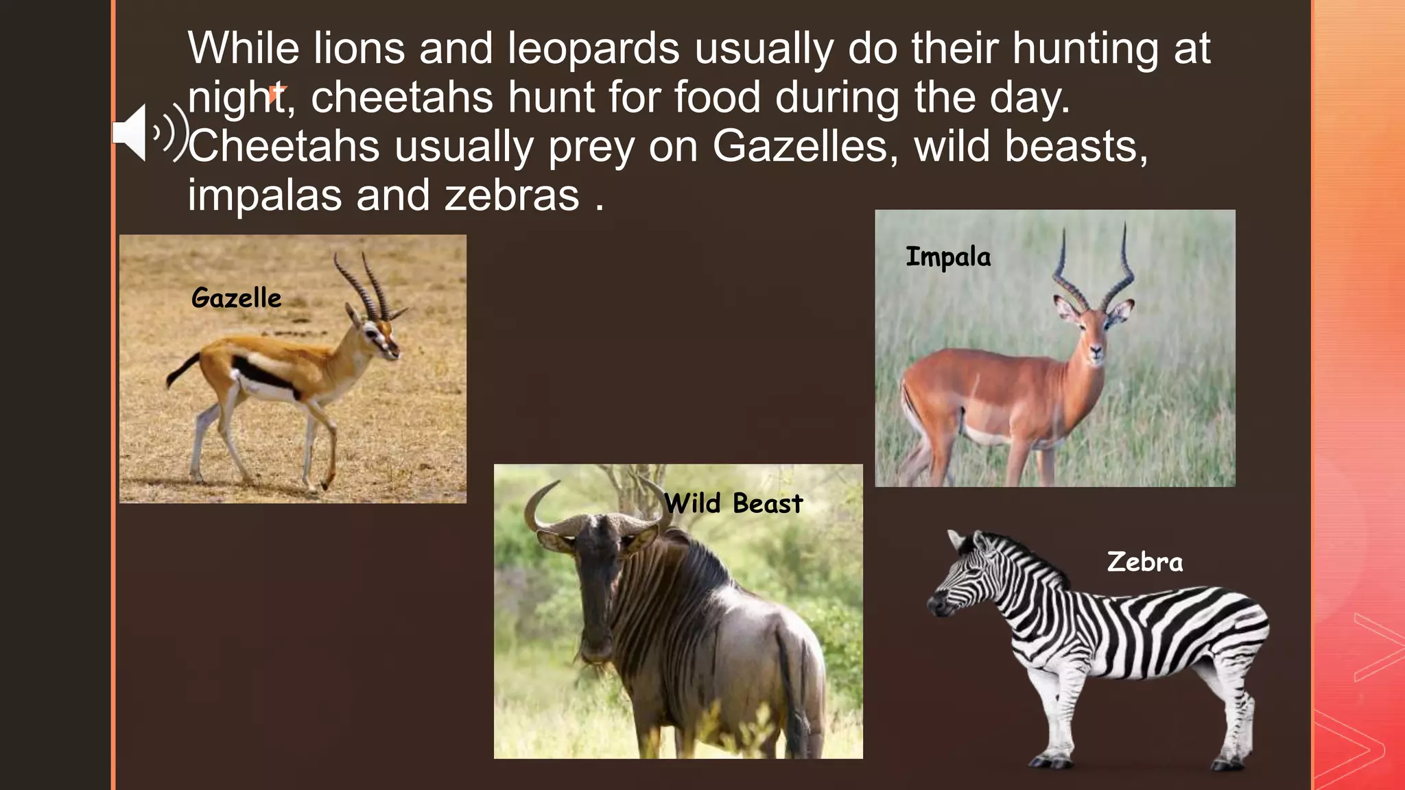 Cheetah ppt for kindergarteners | PPTX