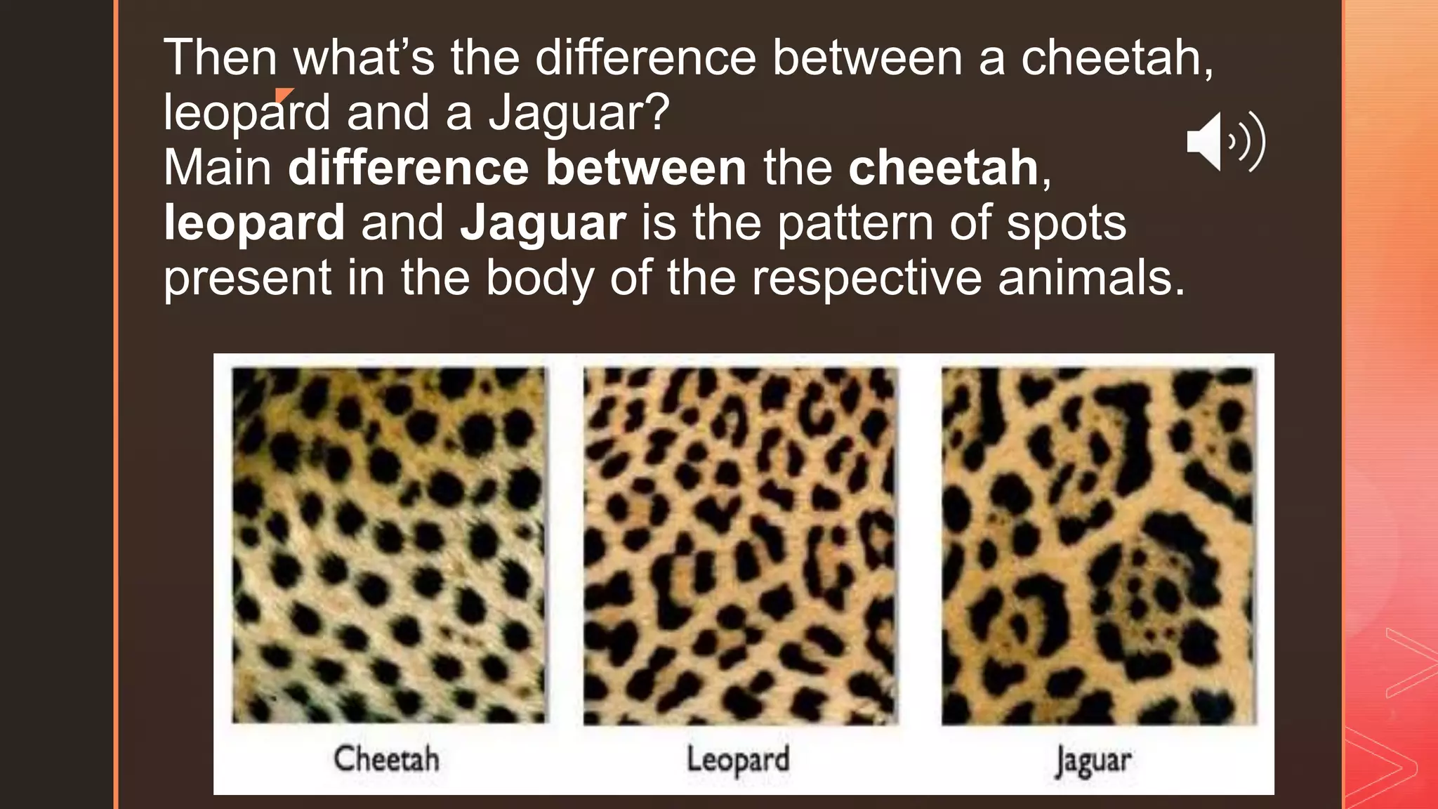 Cheetah ppt for kindergarteners | PPTX