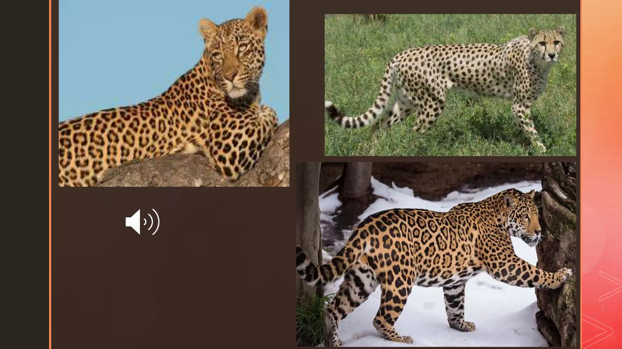 Cheetah ppt for kindergarteners | PPTX