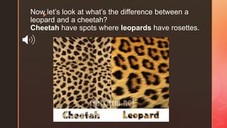 Cheetah ppt for kindergarteners | PPTX