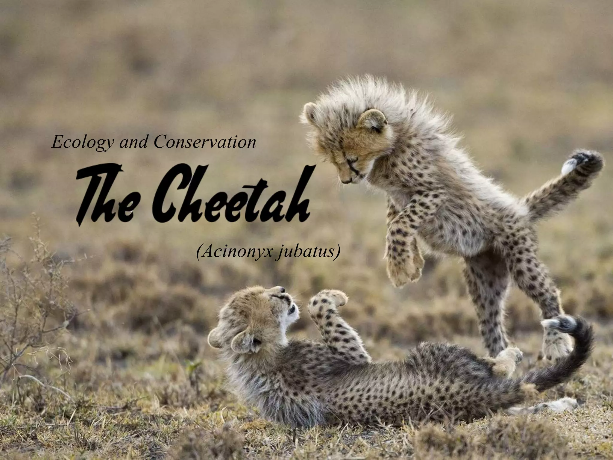 Species Presentation- Cheetah's | PPTX