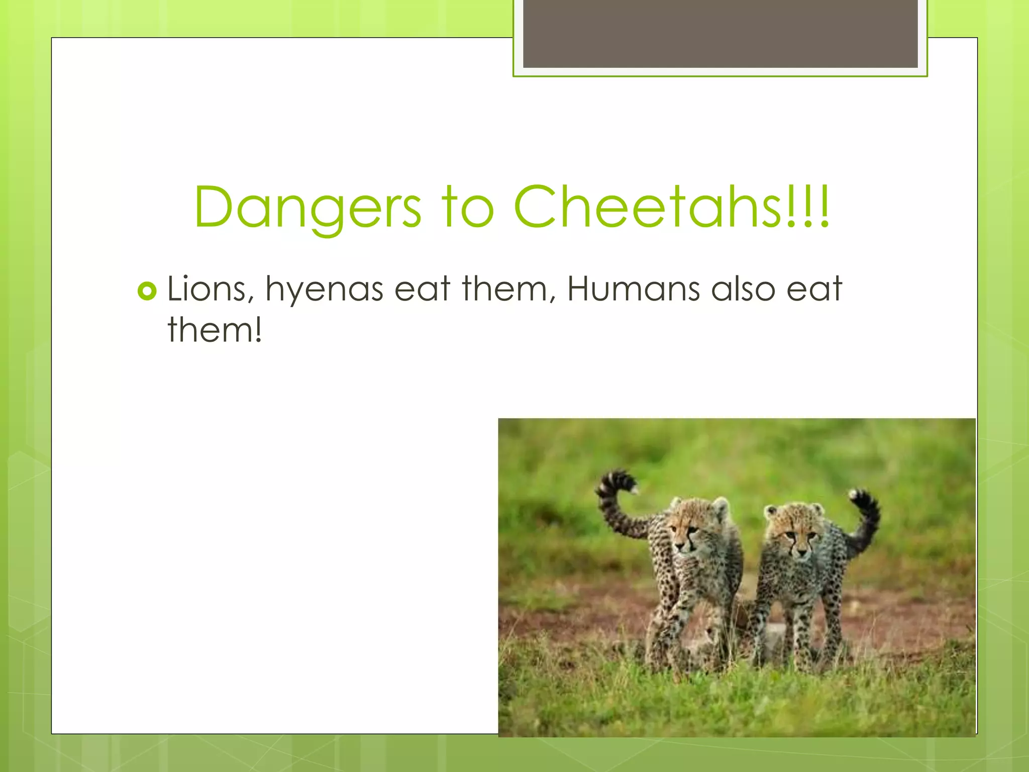 Cheetah programme | PPTX | Zoos & Aquariums | Attractions