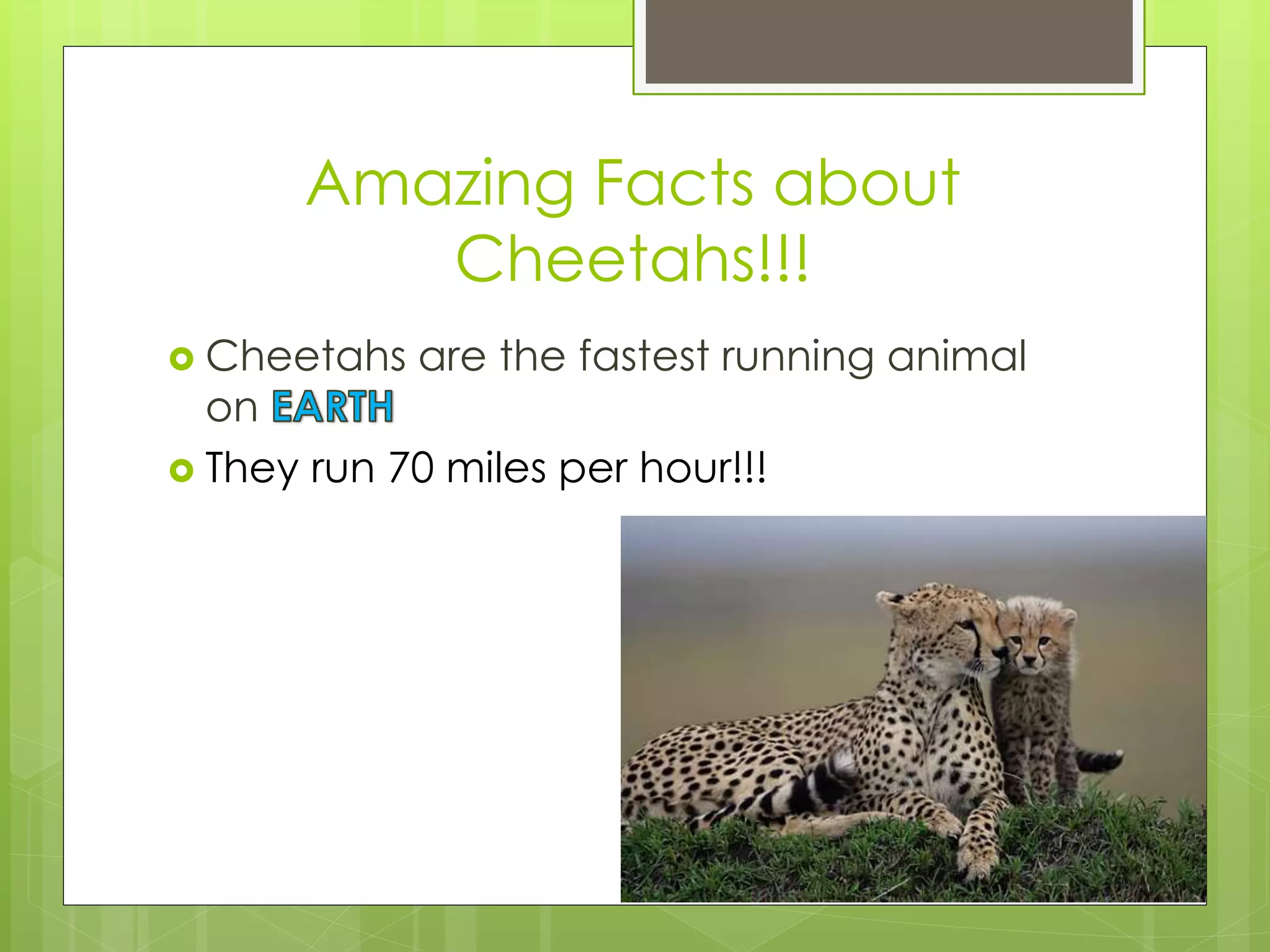 Cheetah programme | PPTX | Zoos & Aquariums | Attractions