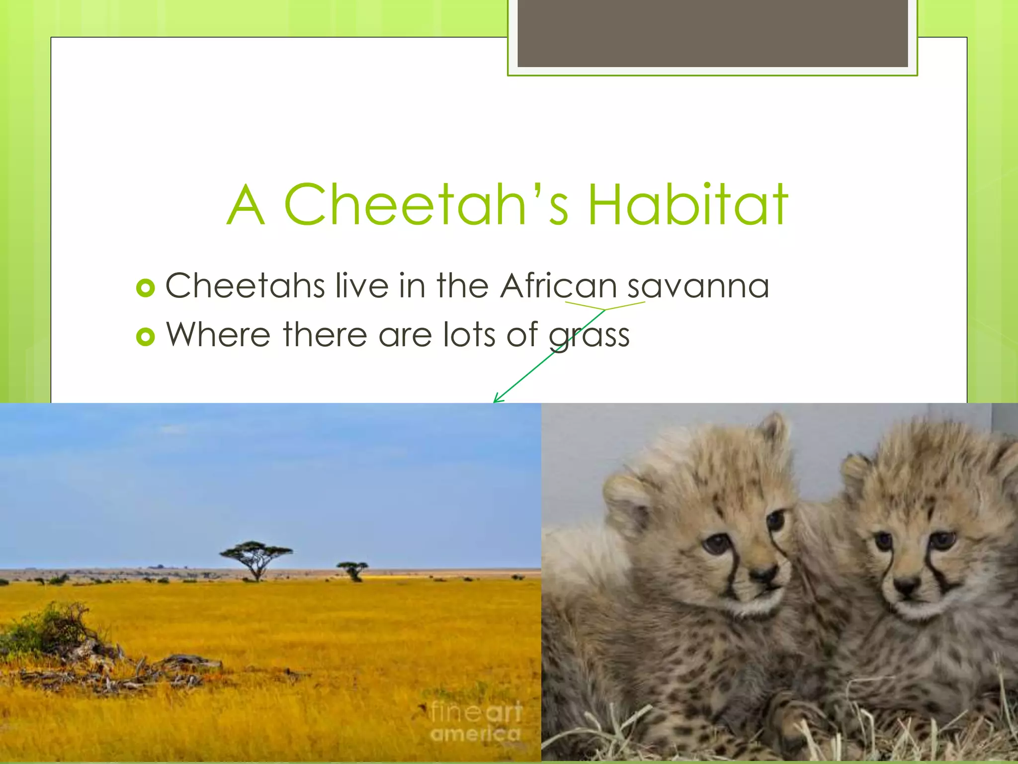 Cheetah programme | PPTX | Zoos & Aquariums | Attractions