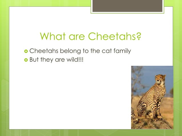 Cheetah programme | PPTX | Zoos & Aquariums | Attractions
