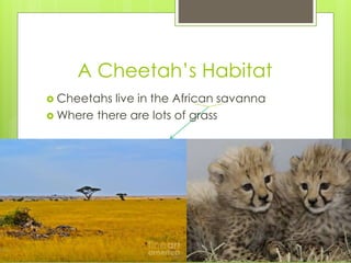 Cheetah programme | PPTX | Zoos & Aquariums | Attractions