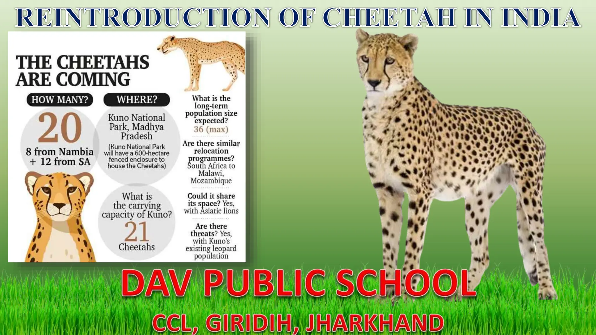 Cheetah reintroduction in India after a very long Time. Save Nature ...