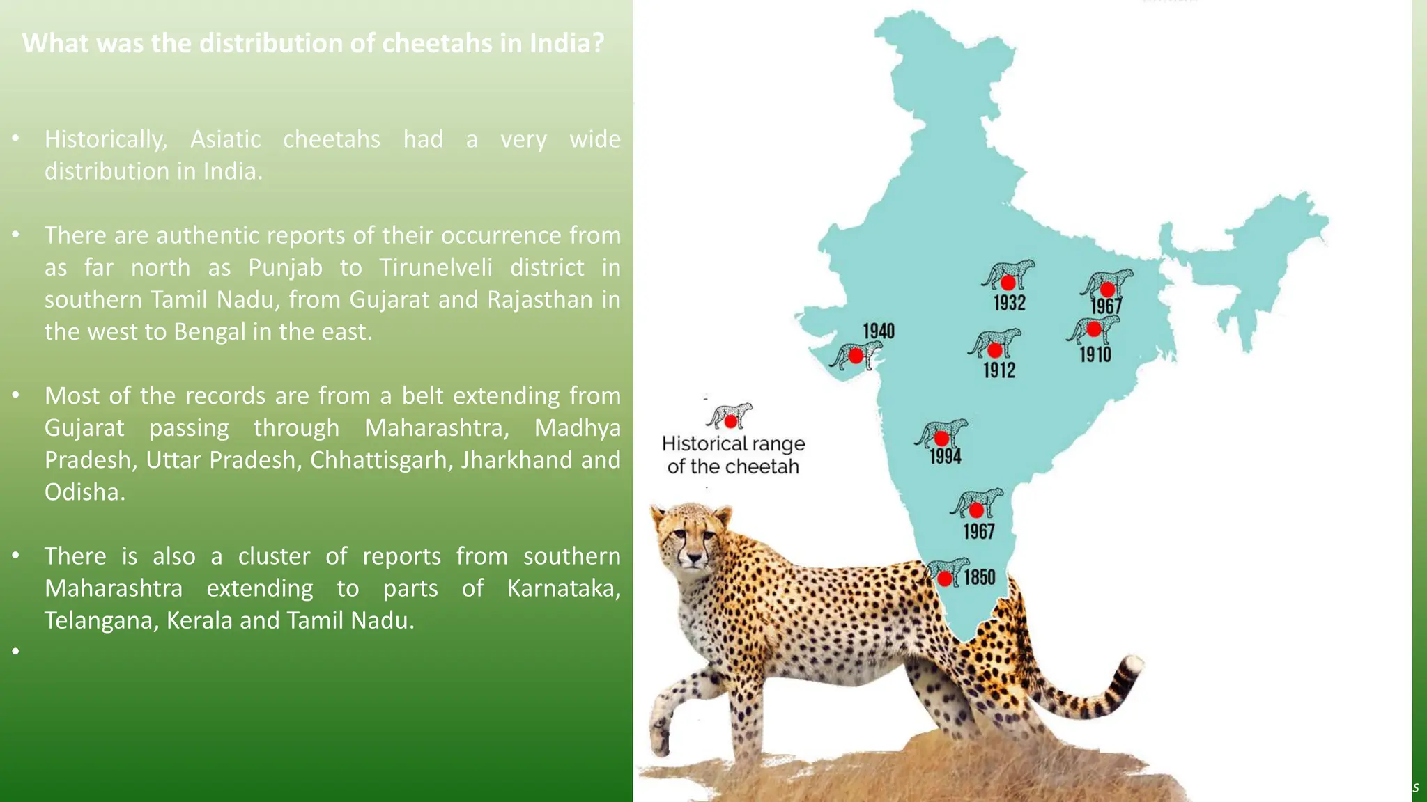 Cheetah reintroduction in India after a very long Time. Save Nature ...