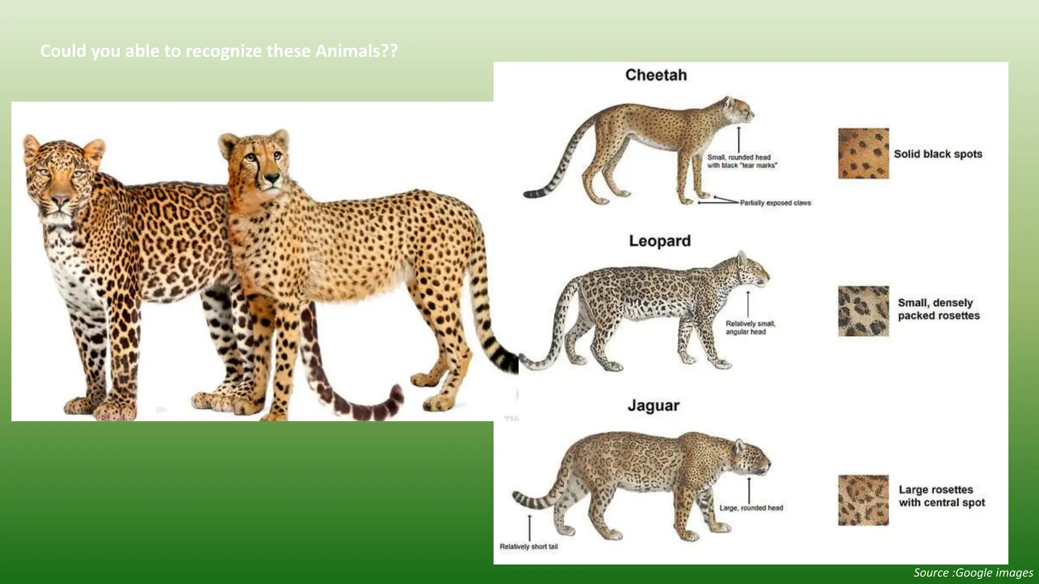 Cheetah reintroduction in India after a very long Time. Save Nature ...