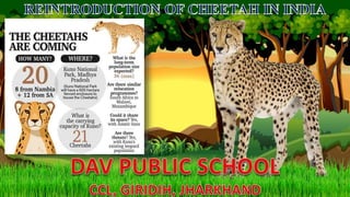 Cheetah reintroduction in India after a very long Time. Save Nature ...
