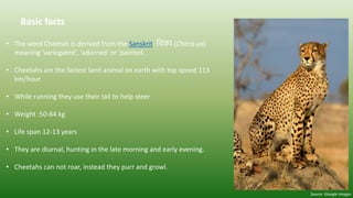 Cheetah reintroduction in India after a very long Time. Save Nature ...