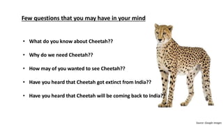 Reintrodcution of Cheetah in India | PPTX
