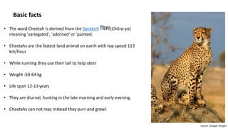Reintrodcution of Cheetah in India | PPTX
