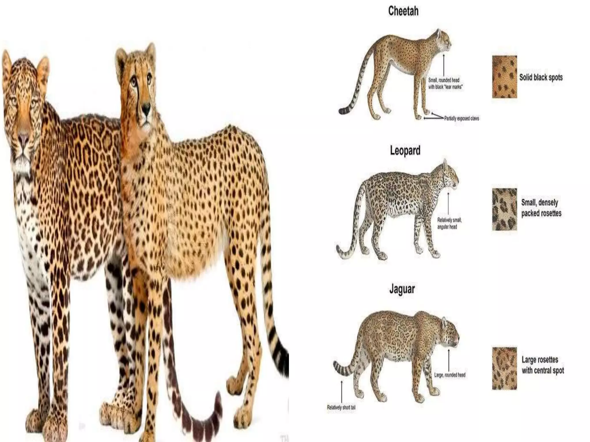 Cheetah reintroduction.pptx | Reptiles | Pets