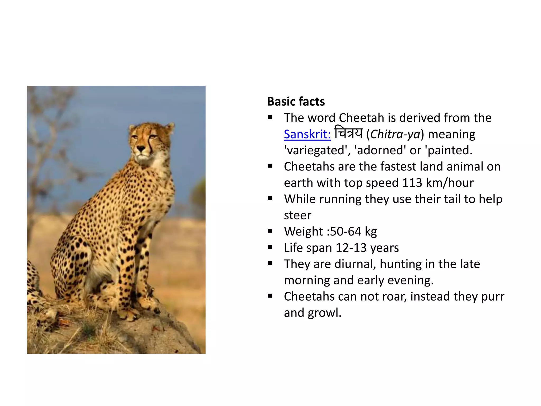 Cheetah reintroduction.pptx | Reptiles | Pets