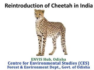 Cheetah Adaptations