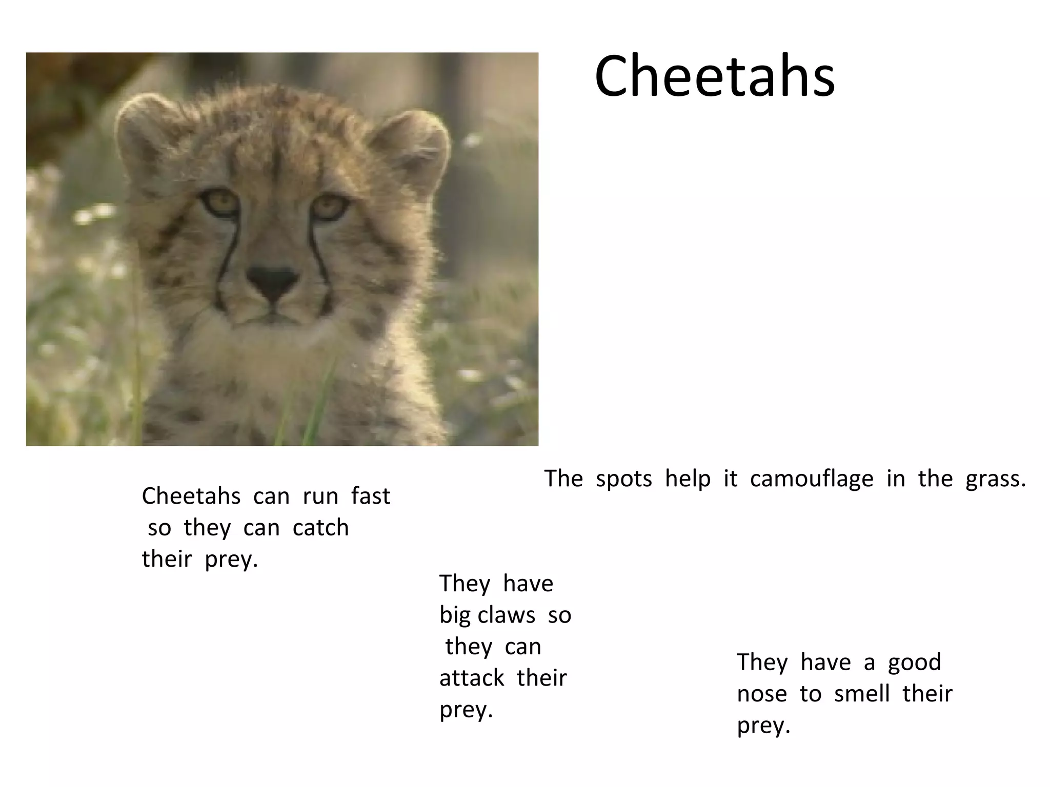 Cheetahs | PPT | Cats | Pets