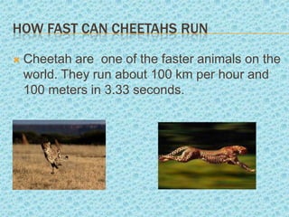 Cheetahs | PPT