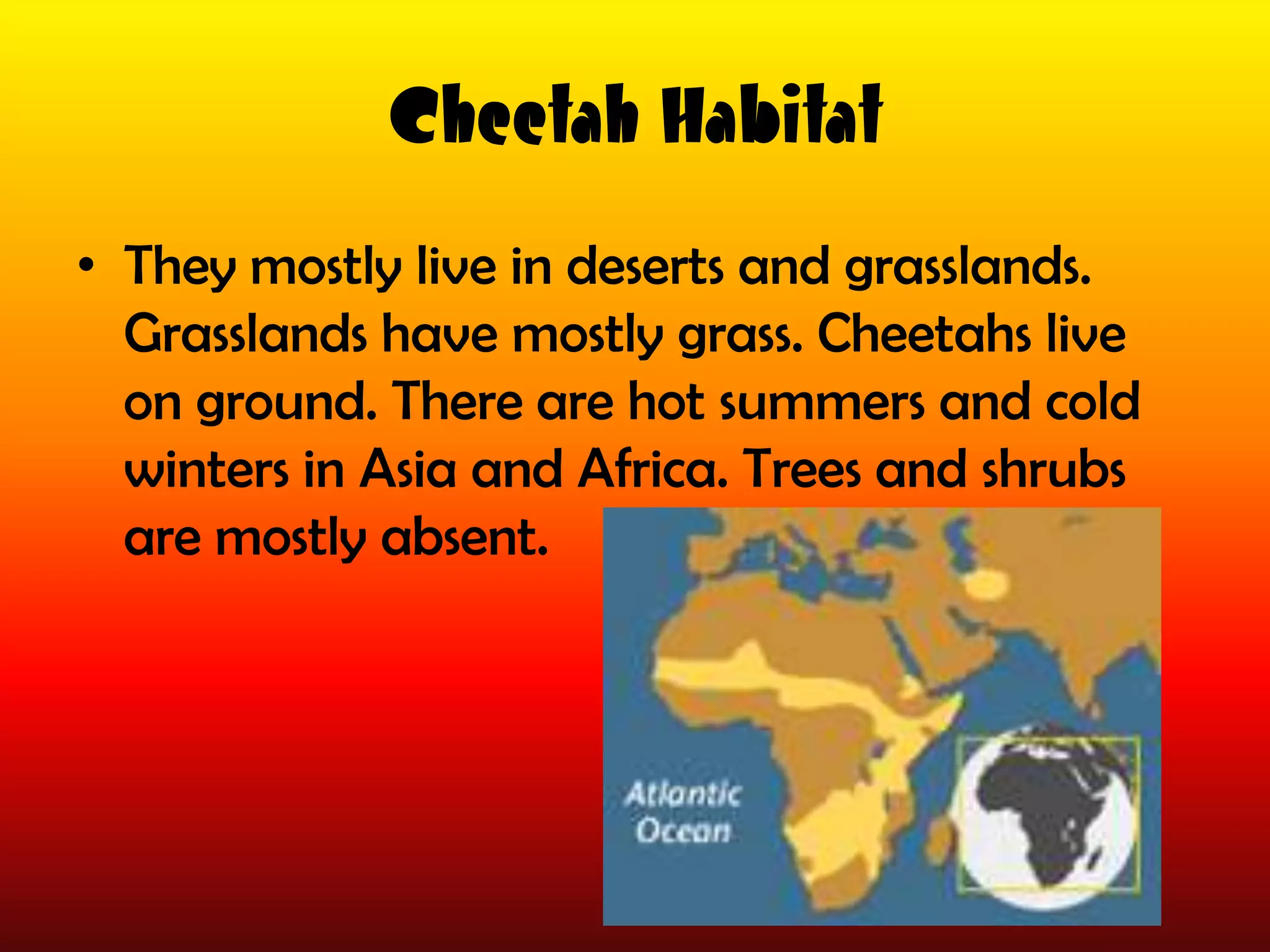 Cheetahs | PPTX