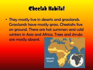 Cheetahs | PPTX