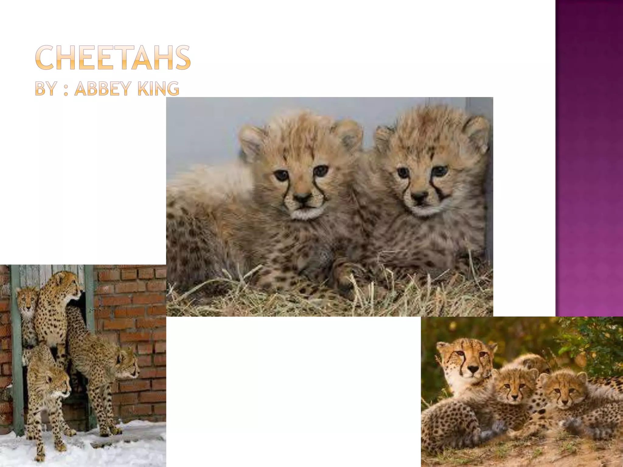 Cheetahs | PPT