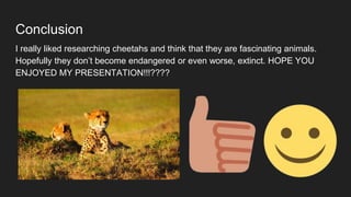 Cheetahs | PPTX
