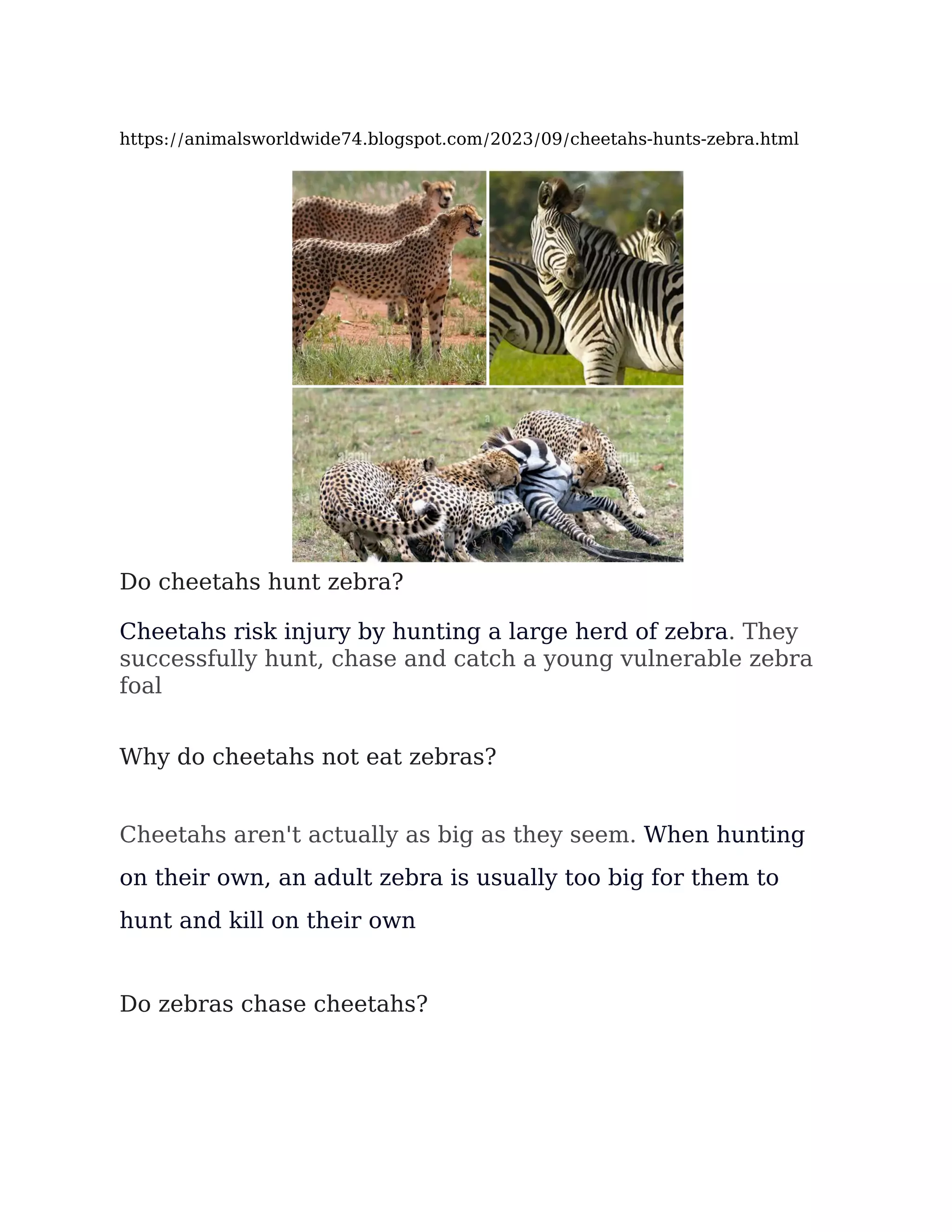 cheetahs-hunts-zebra.PDF