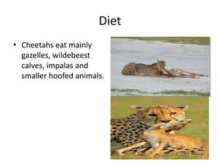 Cheetahs | PPT