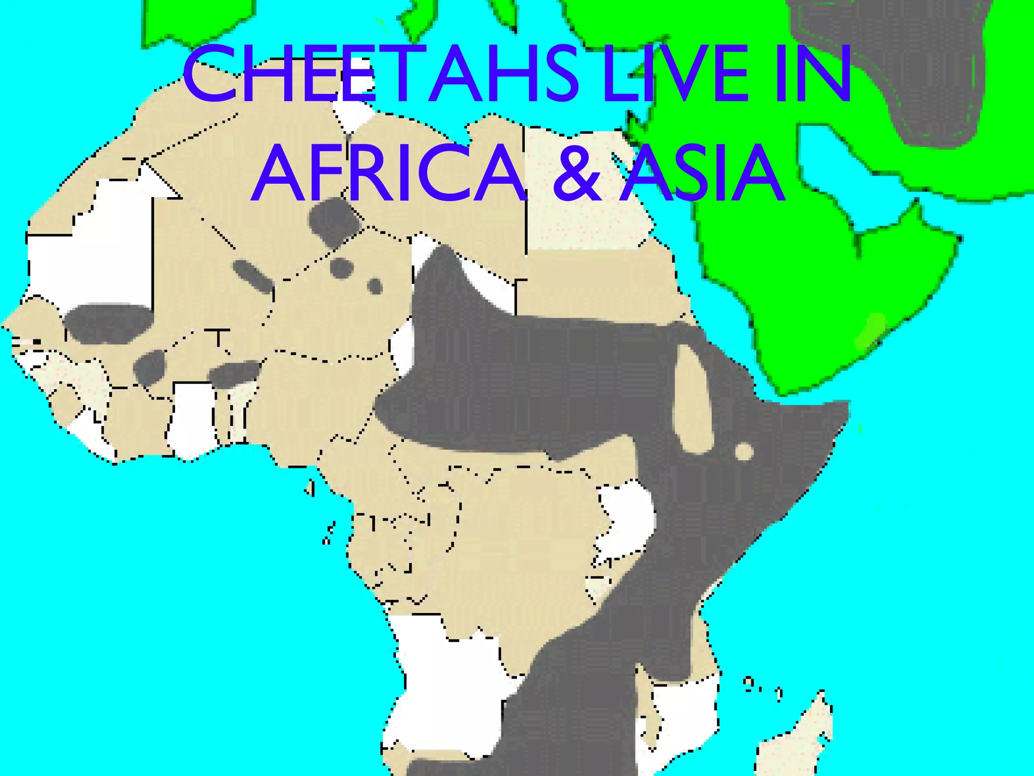 Cheetahs | PPT