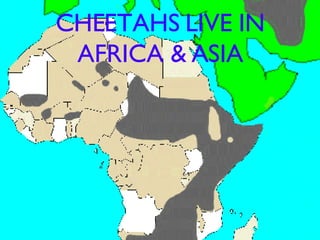 Cheetahs | PPT