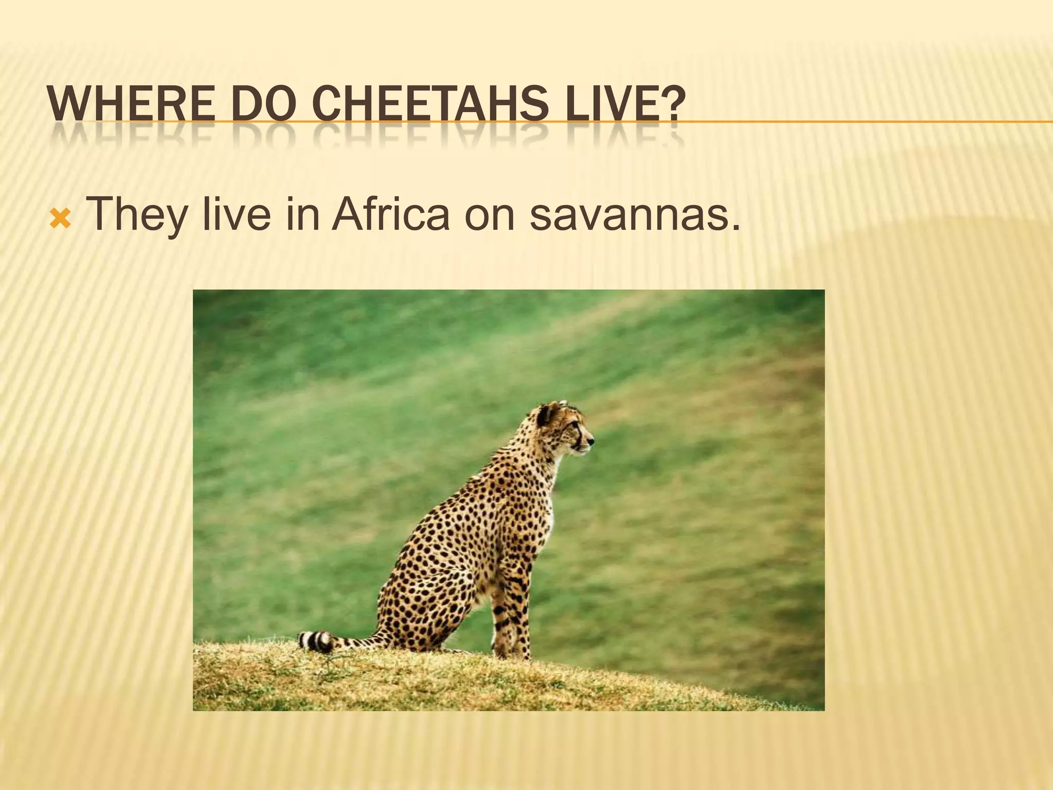 Cheetahs by aidan and tessa | PPT