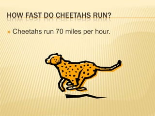 Cheetahs by aidan and tessa | PPT