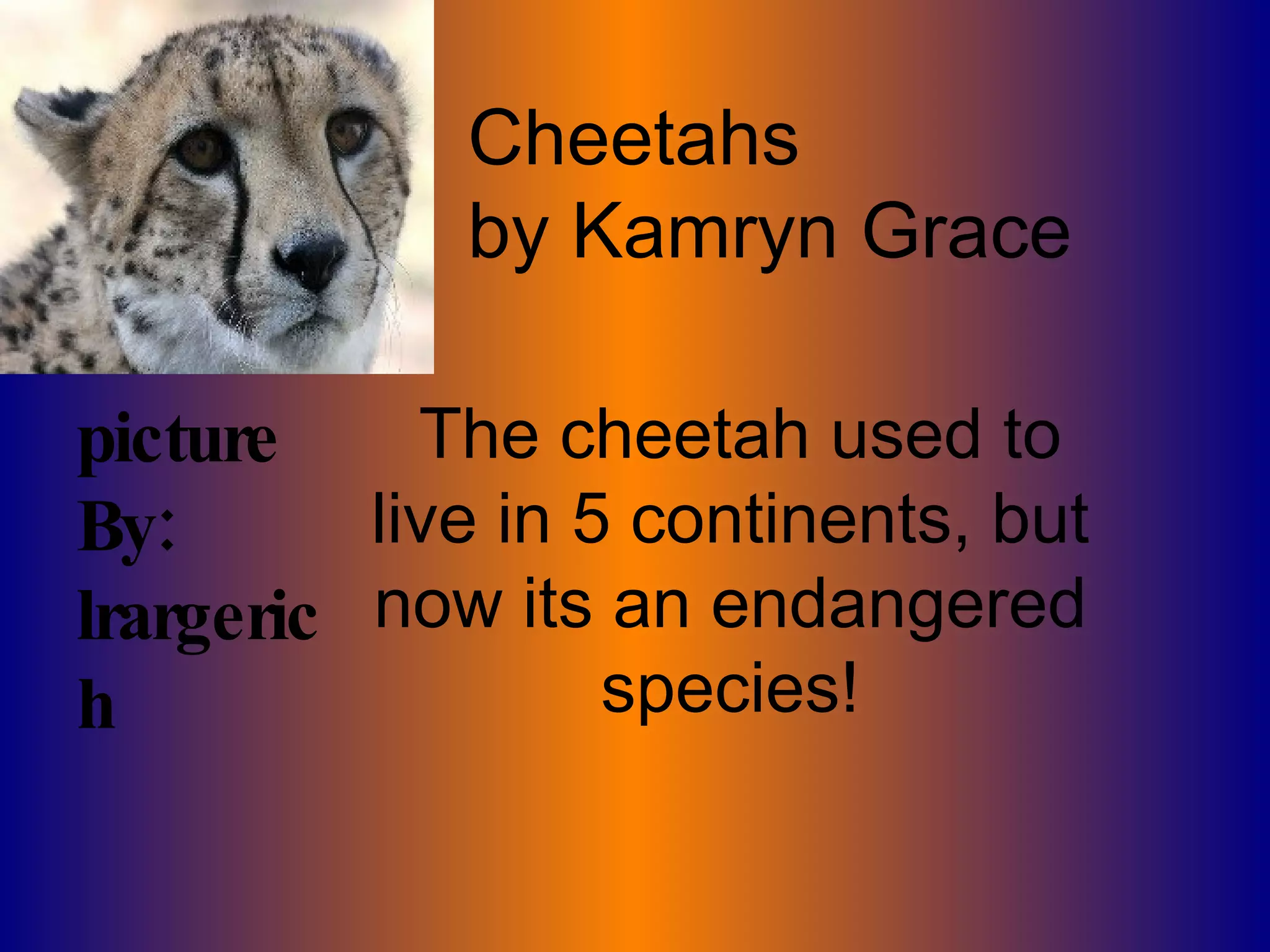 Cheetahs in Danger? | PPT
