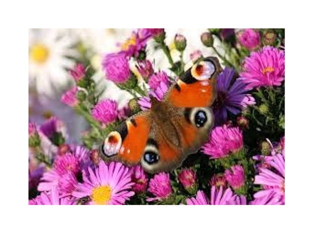 Chegou a primavera | ODP