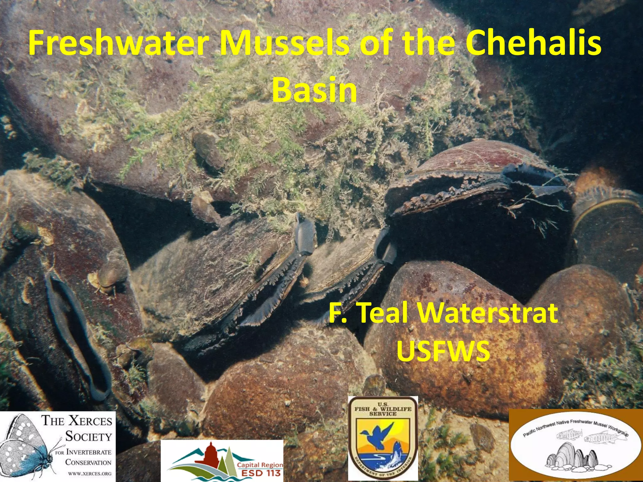 Chehalis Freshwater Mussels 2014 | PPT