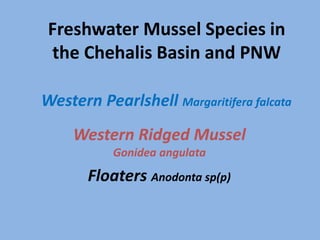Chehalis Freshwater Mussels 2014 | PDF