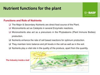 Chelated micronutirnets rev 2 | PDF