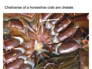 Subphylum Chelicerata Notes | PPT