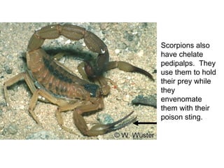 Subphylum Chelicerata Notes | PPT