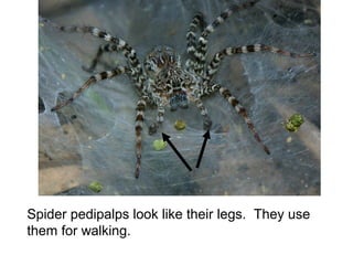 Subphylum Chelicerata Notes | PPT