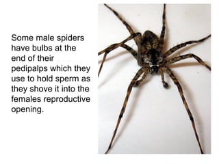 Subphylum Chelicerata Notes | PPT