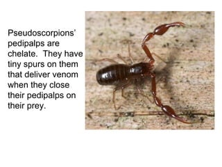 Subphylum Chelicerata Notes | PPT